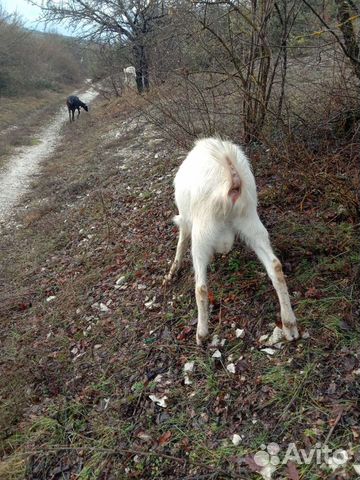 Козел зааненский