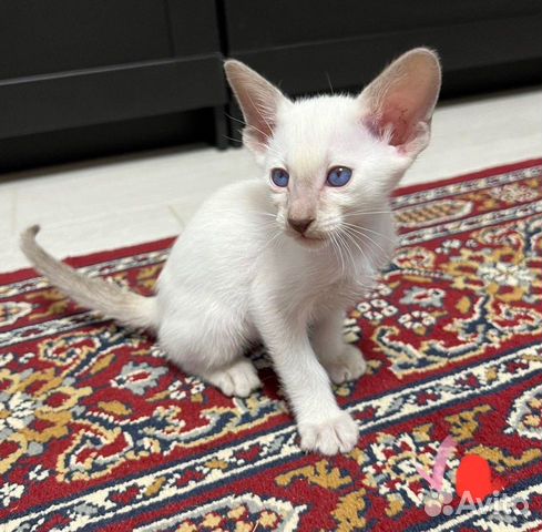Ориентальная кошечка