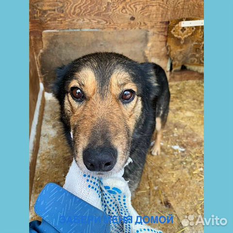 Собака в добрые руки