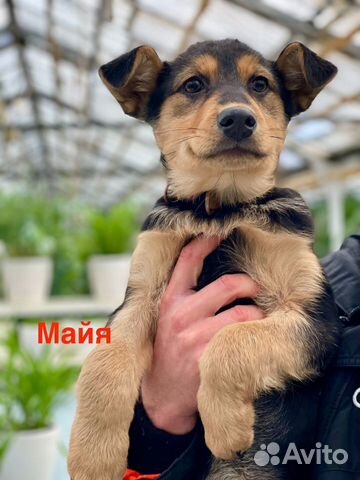 Щенки метисы овчарки в дар