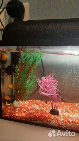 Аквариум