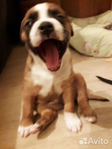 Щенки породы пит -бультерьер