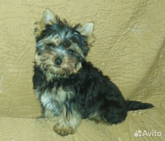 Йоркширский терьер