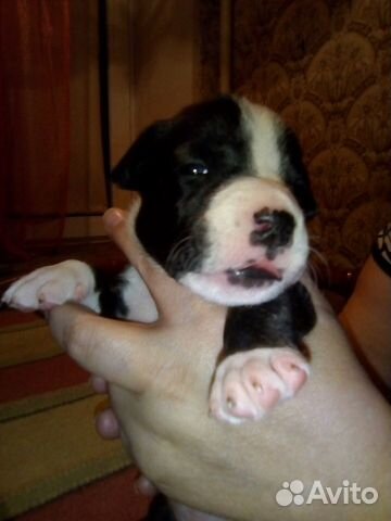 Продажа щенков амстафф