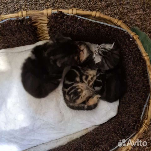 Котенок. Британец