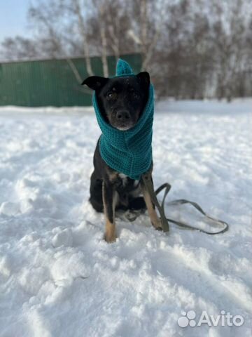 Багги теряет надежду найти дом