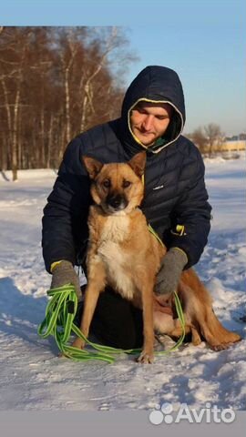 Собака из приюта так и умрет одна