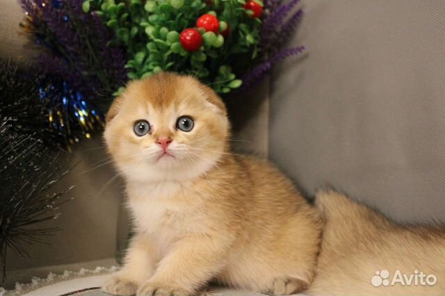 Шотландские золотые котята