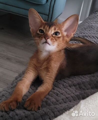 В Питомнике Есть Котята