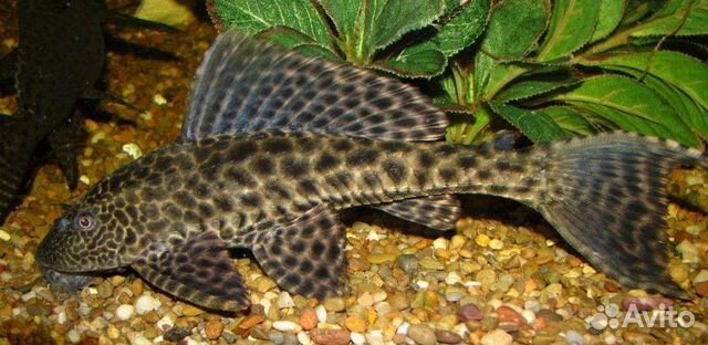 Плекостомус