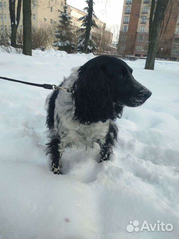 Русский спаниель