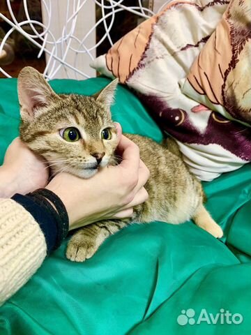 Котенок Герда ищет дом