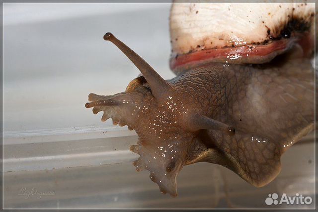 Улитка Мегас