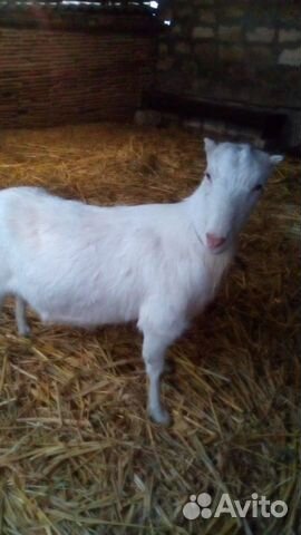 Коза и козел