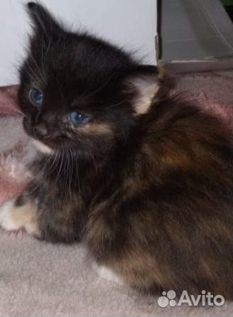 Котята в добрые руки бесплатно