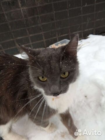 Котик ласковый плачет