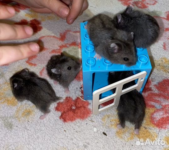 Джунгарский хомяк