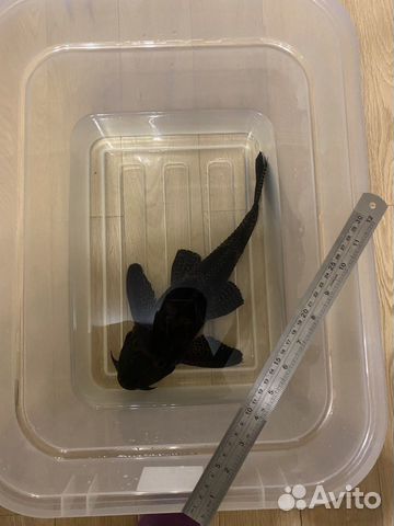 Птеригоплихт