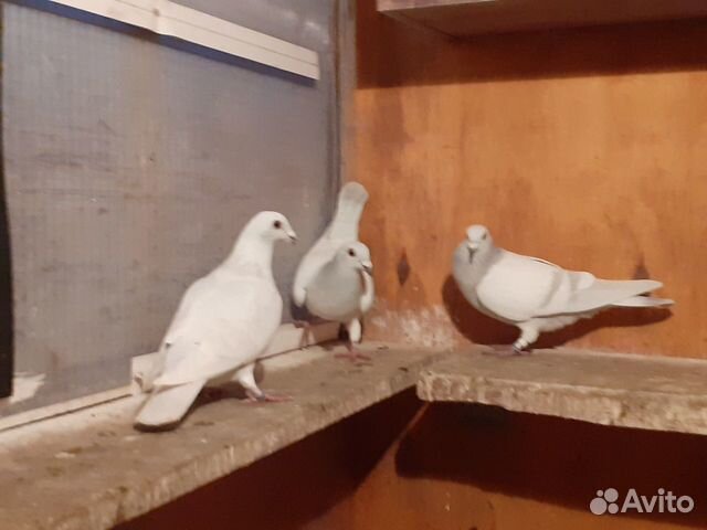 Продажа голубей