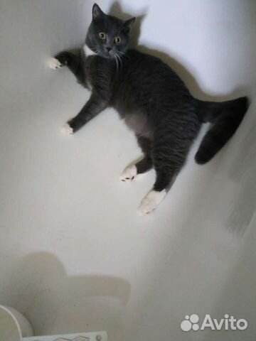 Отдам кота в добрые руки