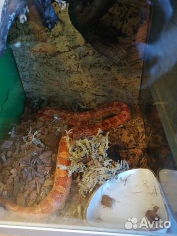 Маисовый полоз