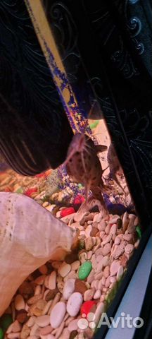 Аквариум с рыбками бесплатно