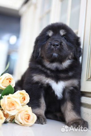 Тибетский мастиф щенки