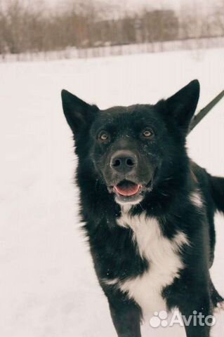 Отпадный пёс Гриша ищет дом