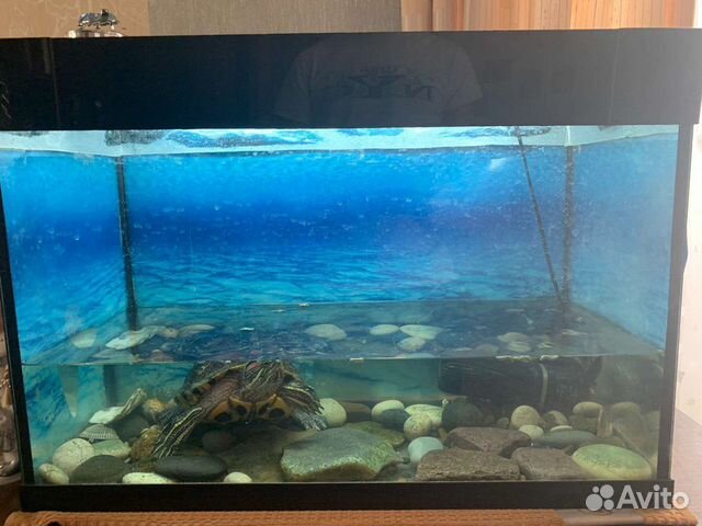 Аквариум с черепахой