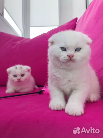 Котята