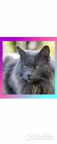 Русская голубая кошечка в дар