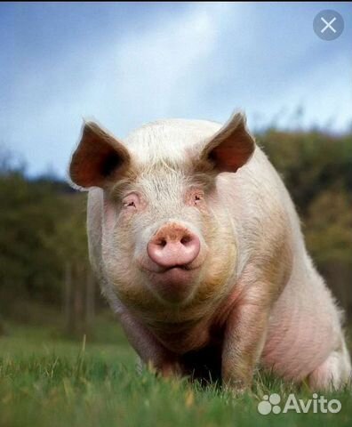 Свинья ландрас