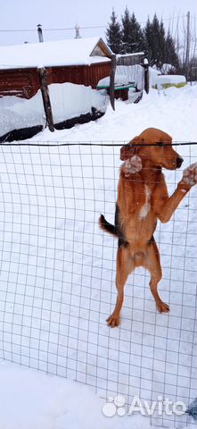 Щенки русской гончей