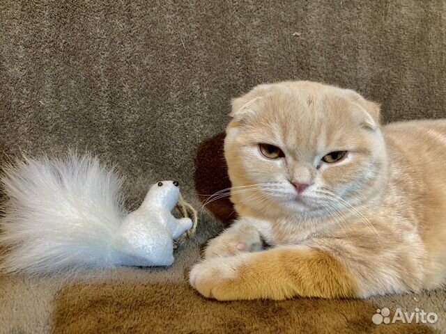 Шотландская вислоухая