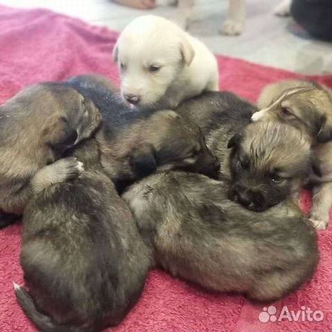 Собака в добрые руки хаски