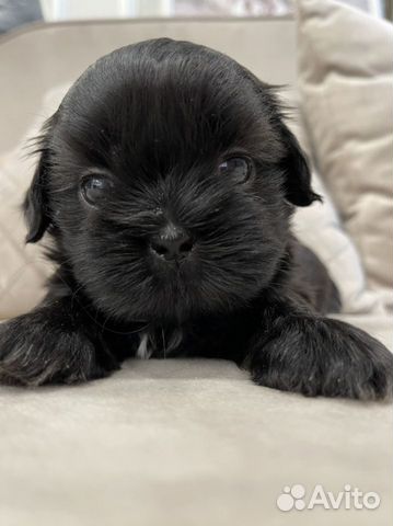 Черный шитцу от чемпионов