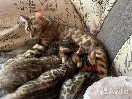Бенгальские котята