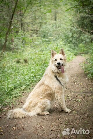 Пэтти - сладкий пирожок ищет Дом