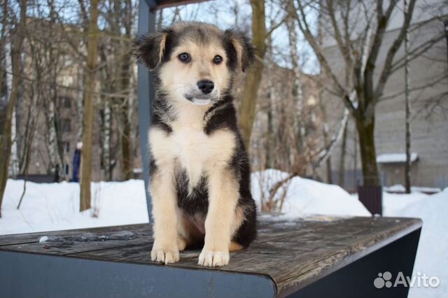 Щенок девочка Фиби 3 мес