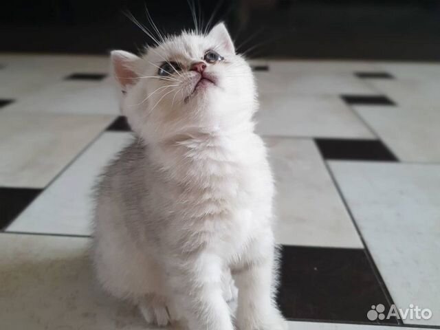 Котенок Британская шиншилла