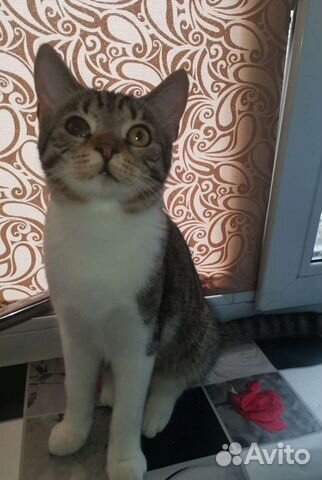 Кошка