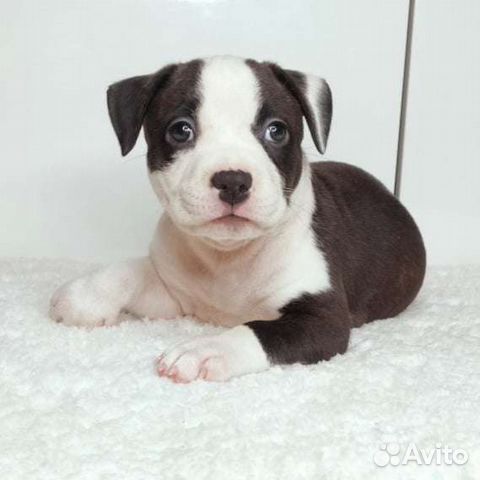 Американский були девочка покет