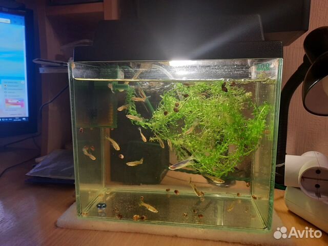 Аквариум с рыбками