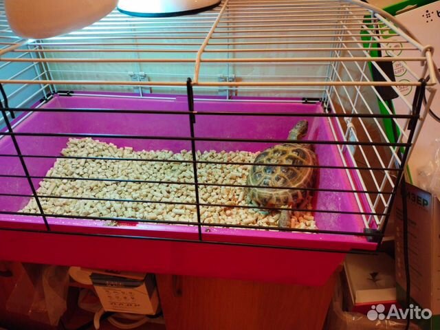 Черепаха сухопутная