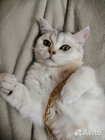 Британский кот шиншилла вязка