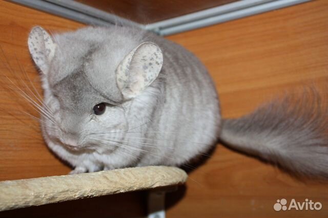 Мальчик бежевая ангора