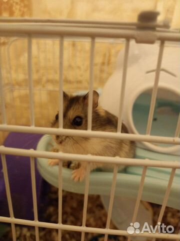 Хомячок джунгарик