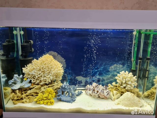 Кораллы для аквариума