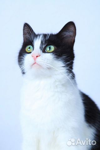 Кошка Шерри