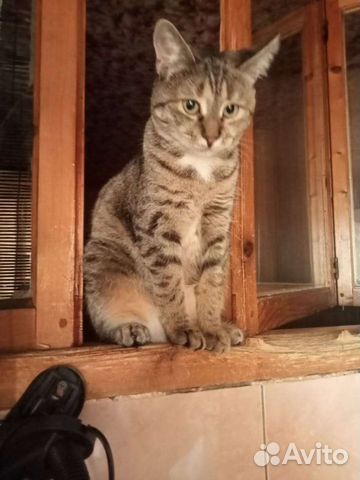 Кошечка-подросток в добрые руки